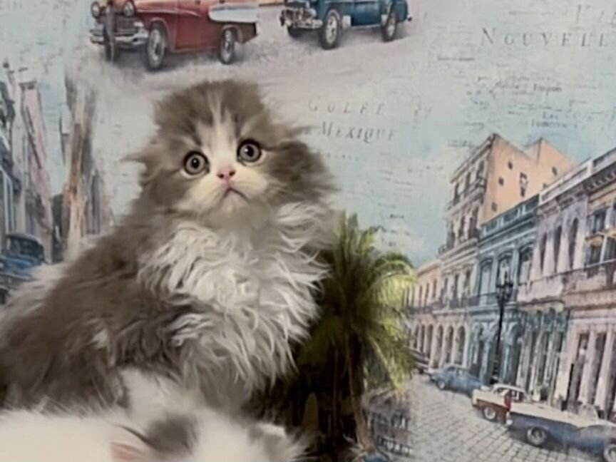 Шотландский котенок хайленд страйт