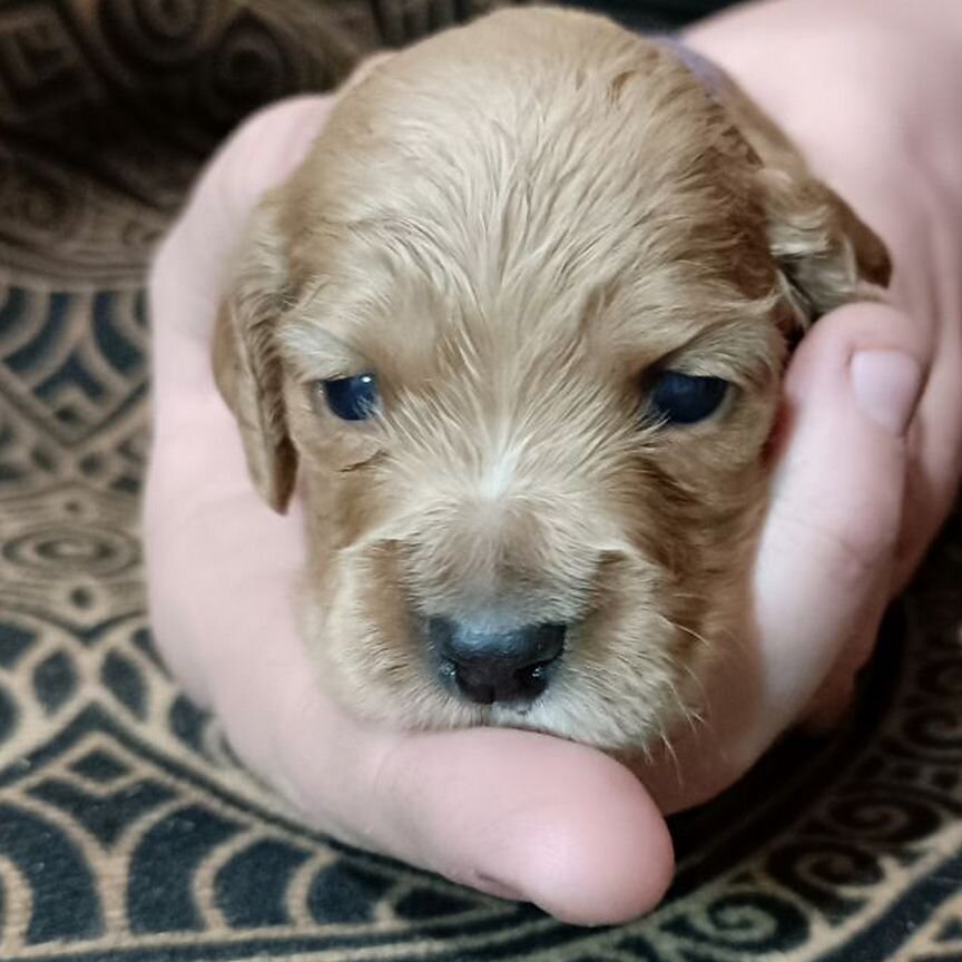 Английский кокер-спаниель, щенок