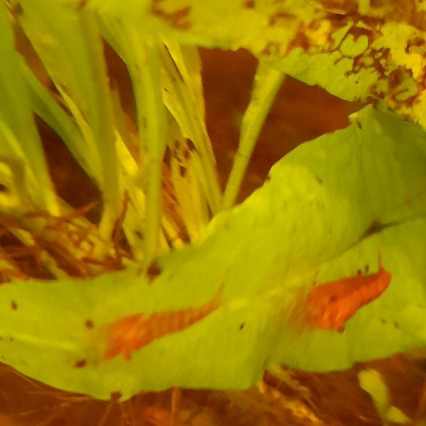 Креветка Вишня