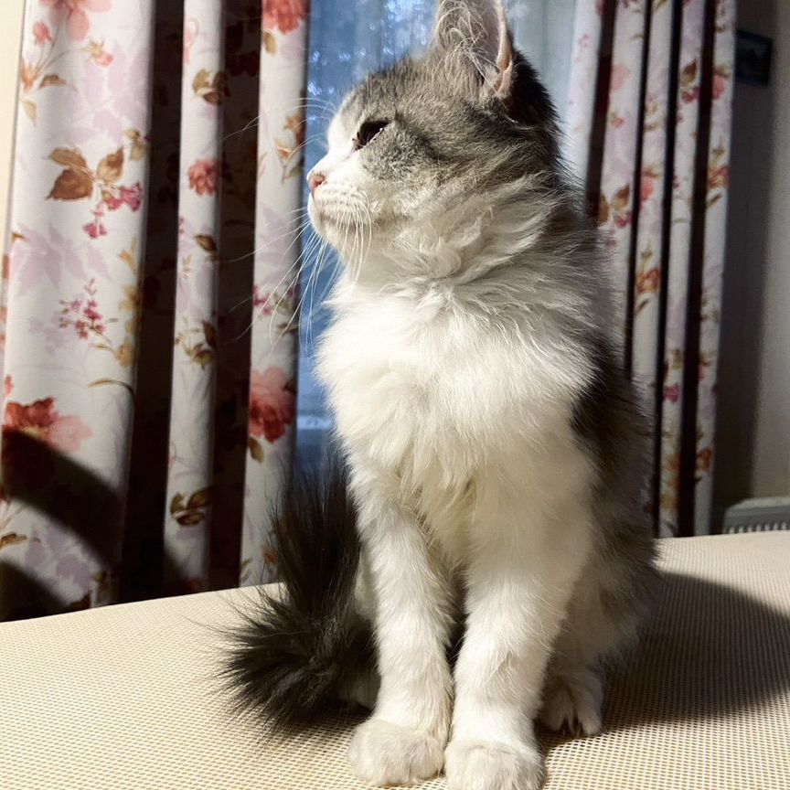 Шотландский вислоухий длинношёрстный котёнок