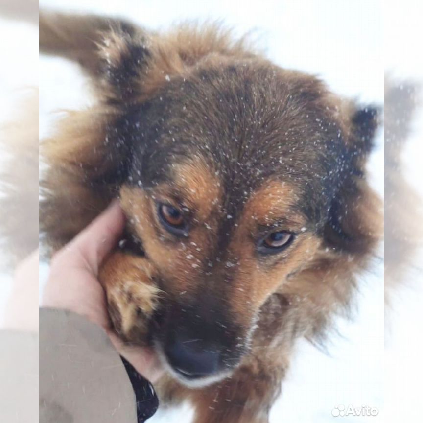 Стерилизованная молодая небольшая собака