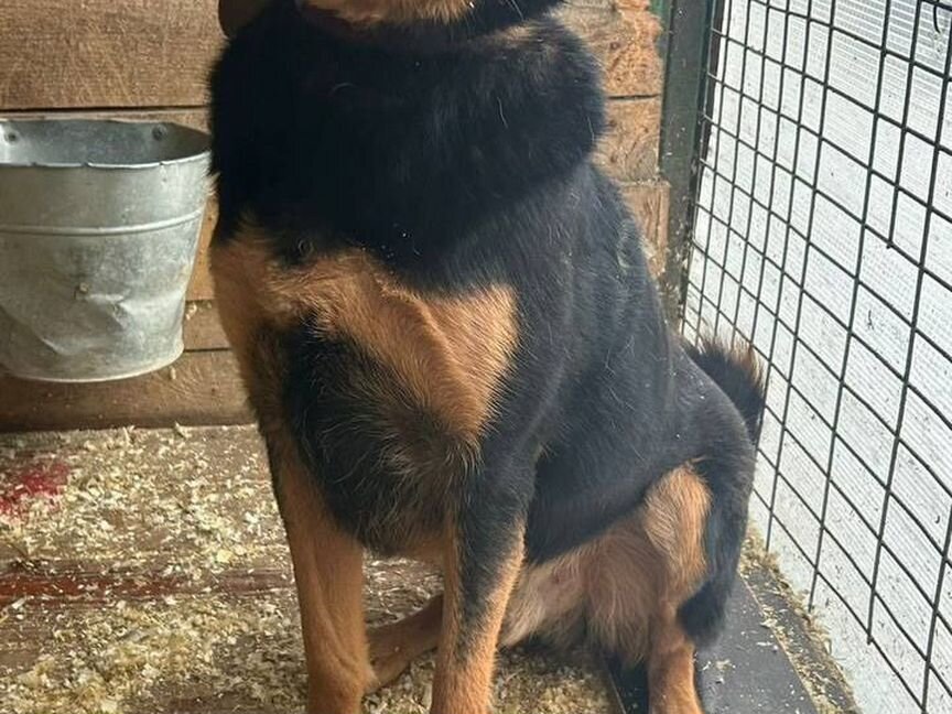 Собака Чарли спасите из приюта