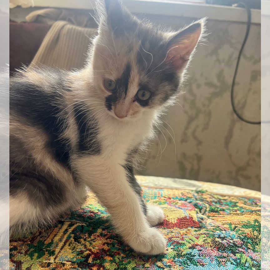 Котёнок в добрые руки