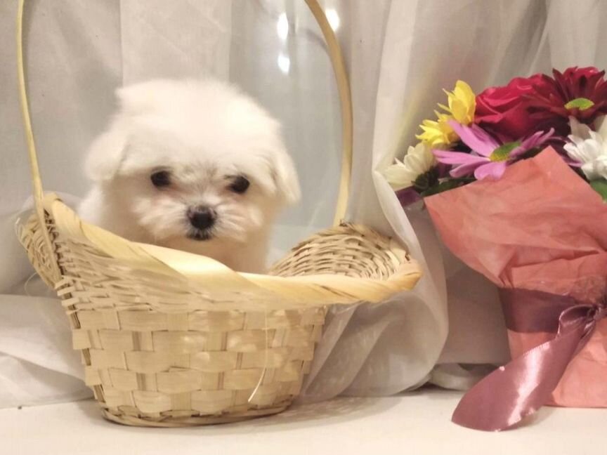 Щеночки мальтезе