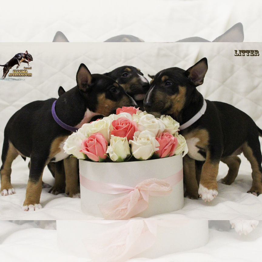 Мини-бультерьер, щенок