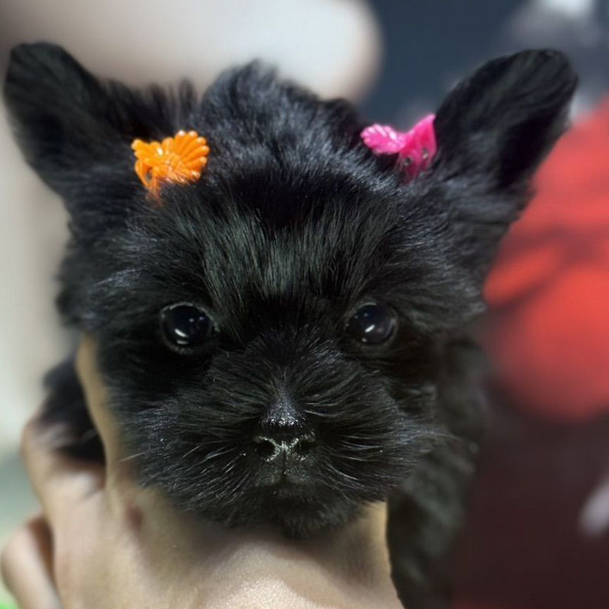 Йоркширский терьер, щенок