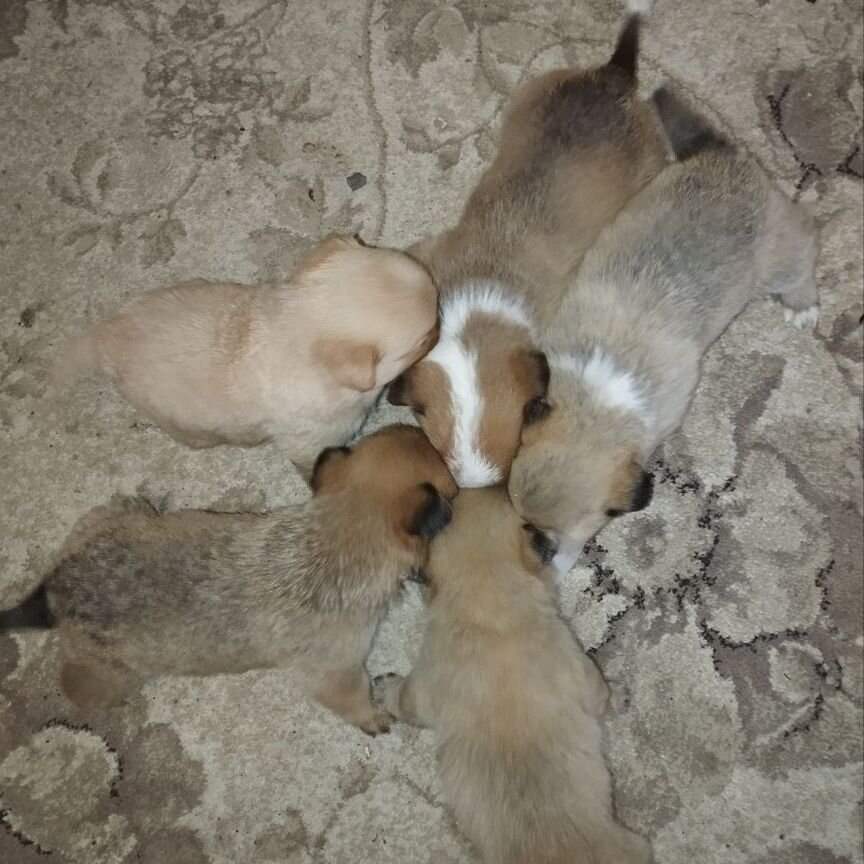 Щенки помесь(звоночки)