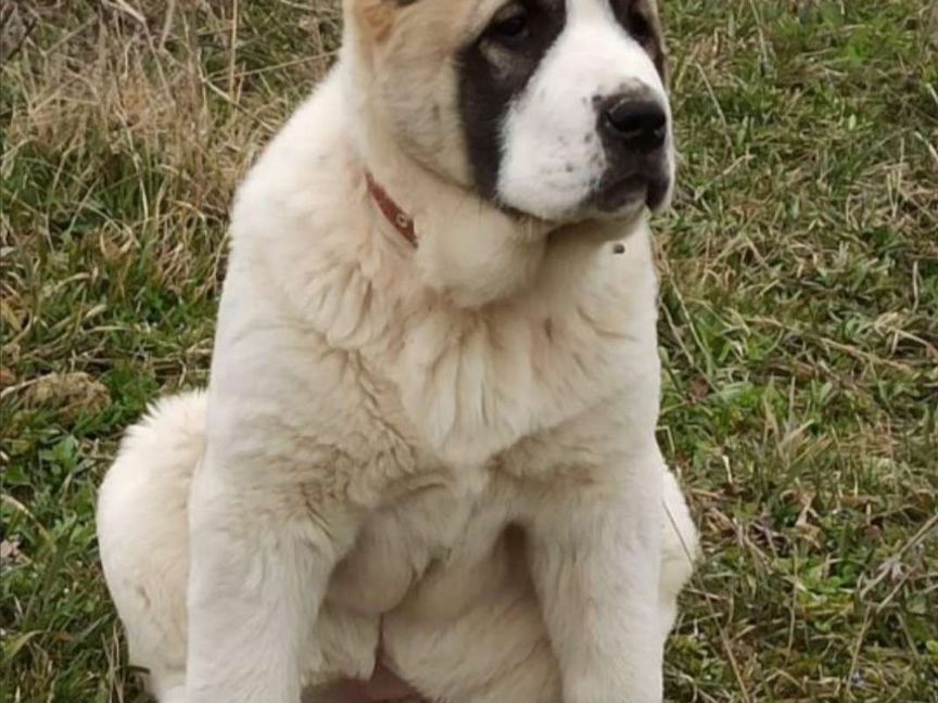 Азиаты девочки