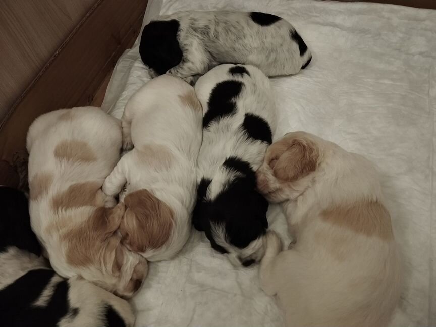 Щенки русского охотничего спаниеля