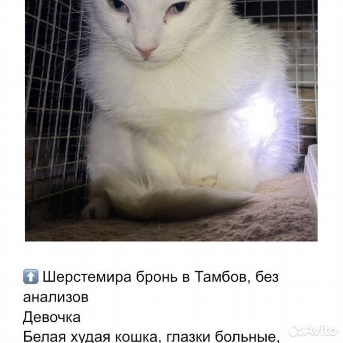 Белая голубоглазая кошка кастрирована из Херсона