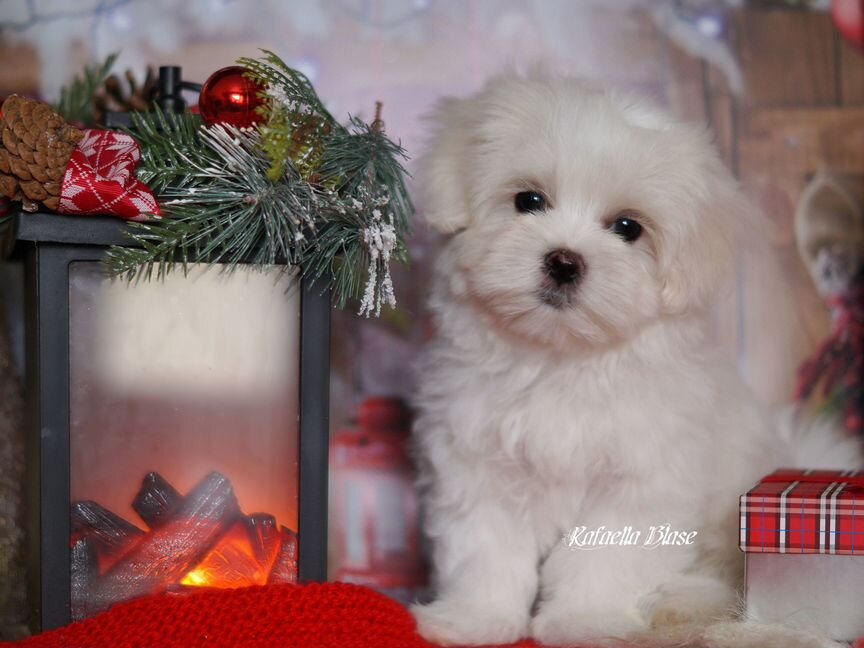 Мальтезе с документами РКФ