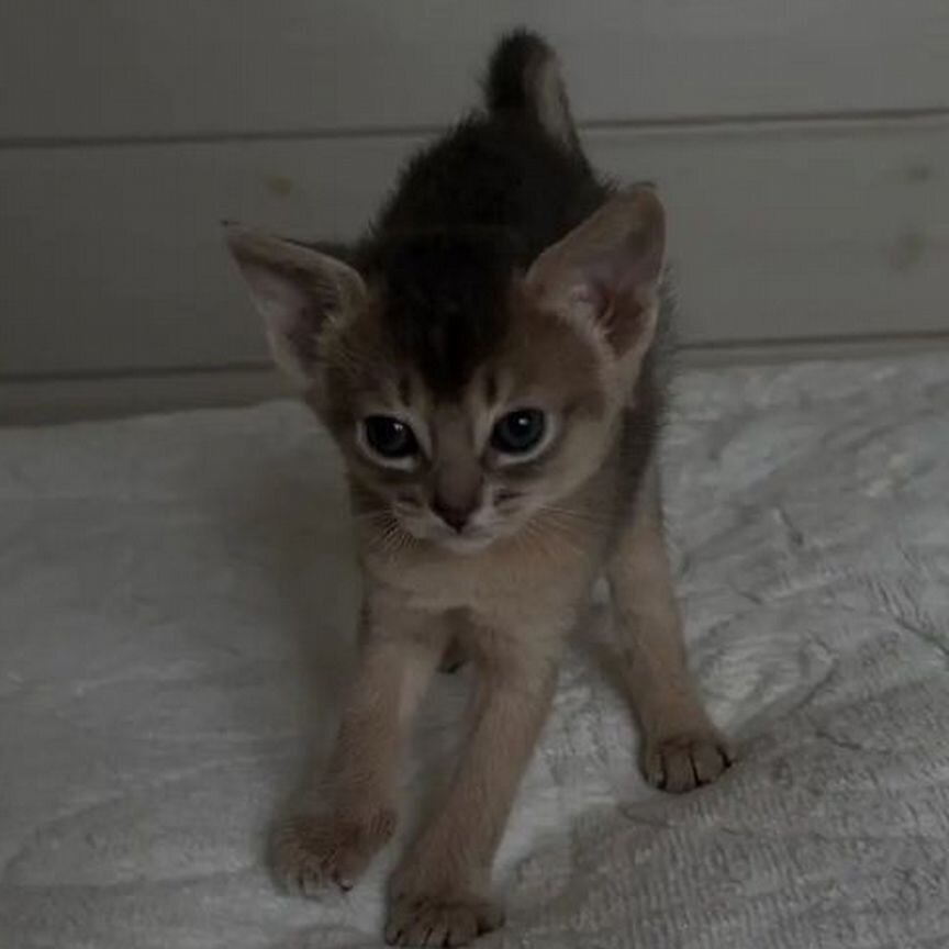 Абиссинский котёнок