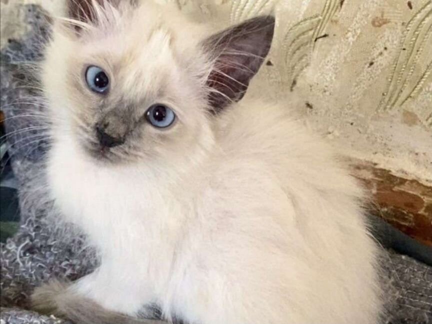 Тайский котенок бесплатно