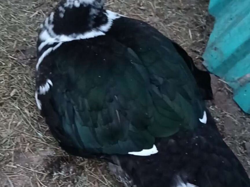 Мускусные утки, гуси линда