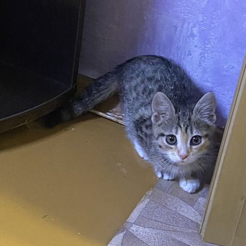 Котёнок в добрые руки