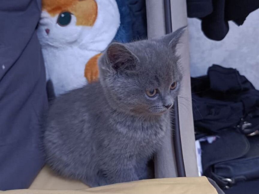 Британская голубая кошка