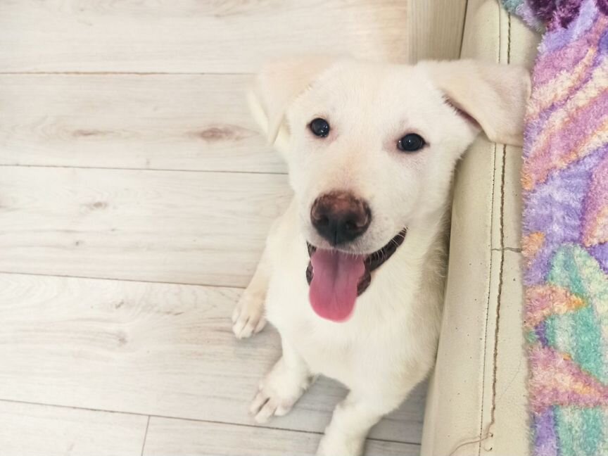 Симпатичный щенок в добрые руки