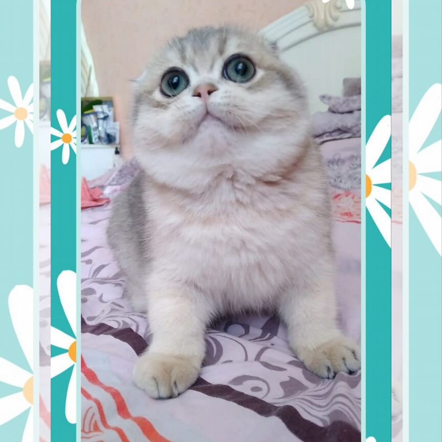 Шотландская кошечка