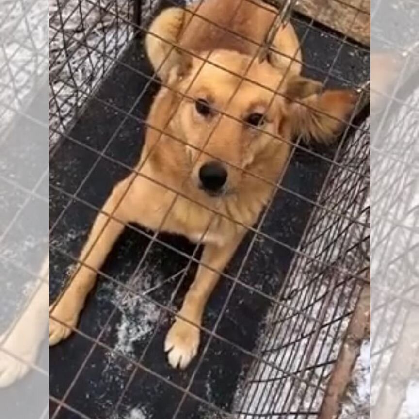 Взрослая собака в добрые руки