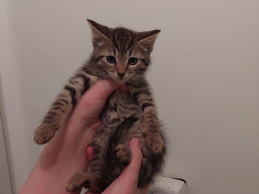 Котёнок в добрые руки Бесплатно