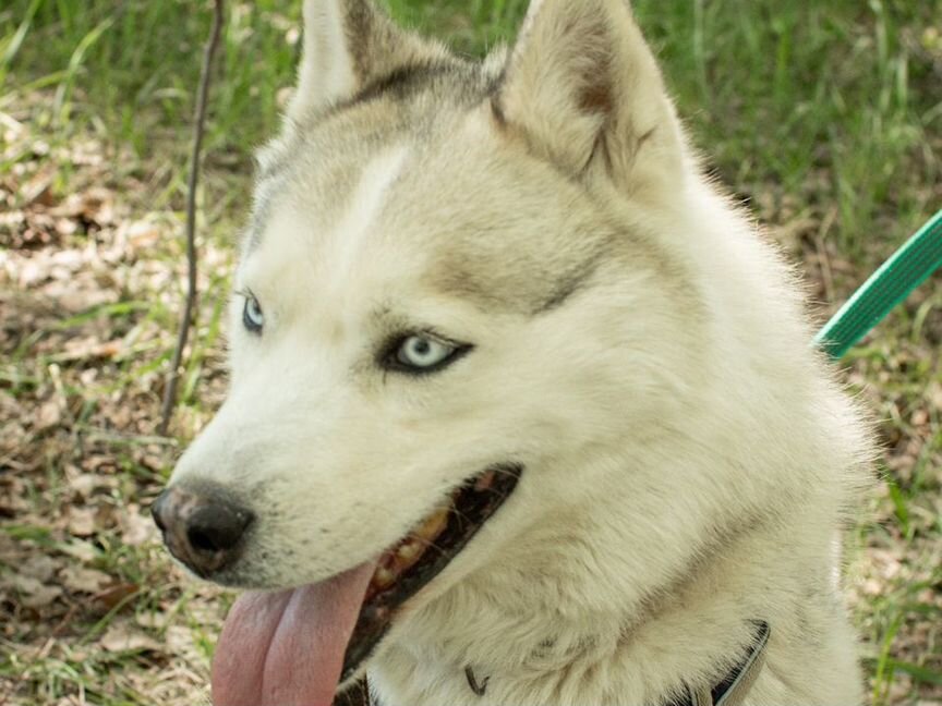 Скай из приюта ищет дом