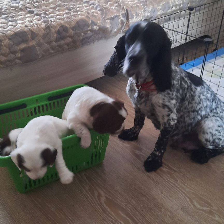 Русский охотничий спаниель, щенок