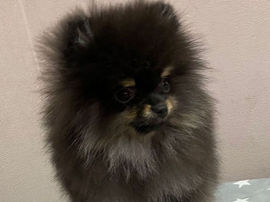 Померанский шпиц мини девочка