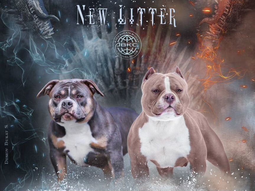 Американский булли Rocko линия