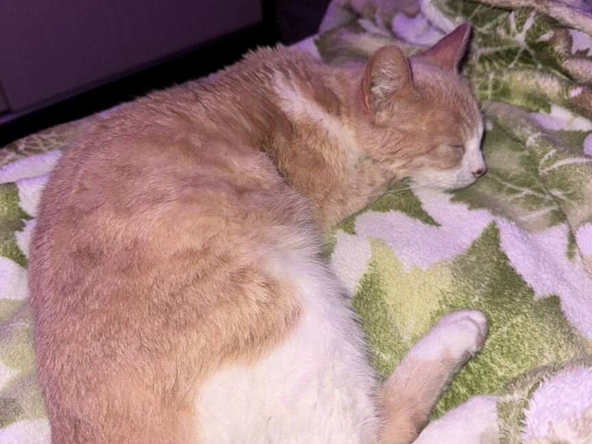 В добрые руки кошечка