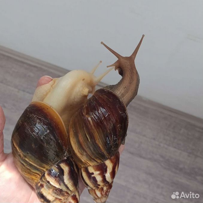 Крупные улитки ахатины бесплатно
