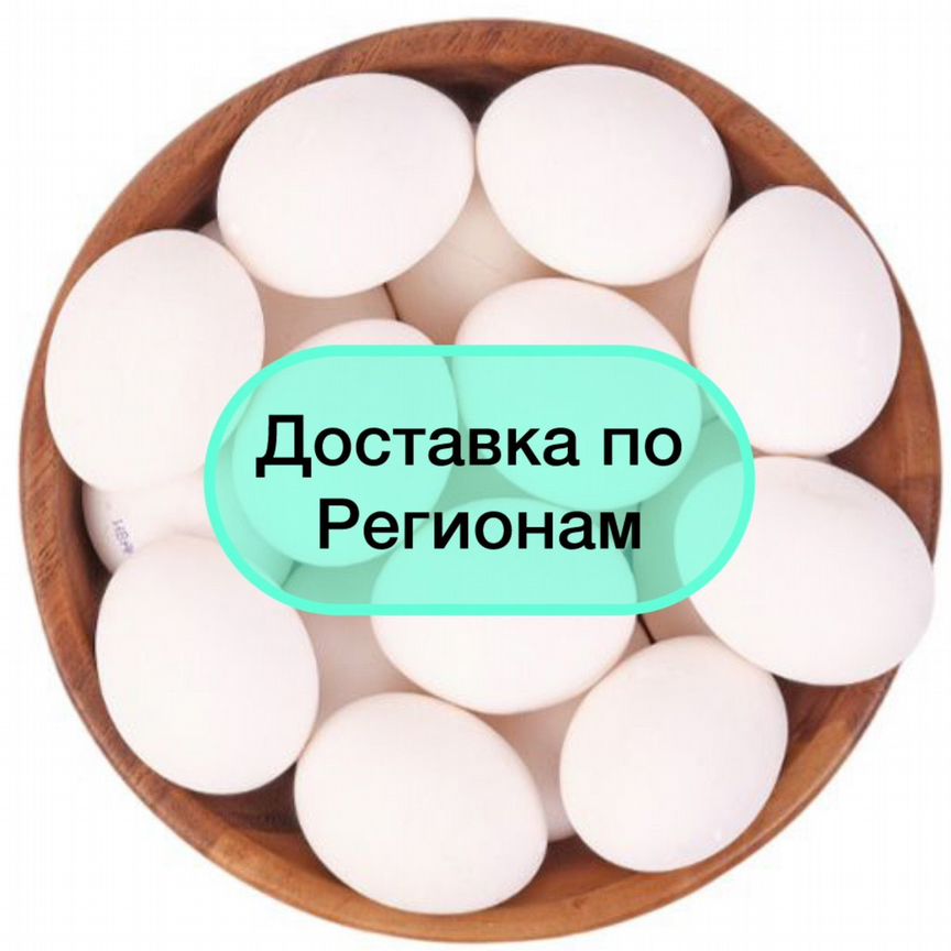 Инкубационное яйцо