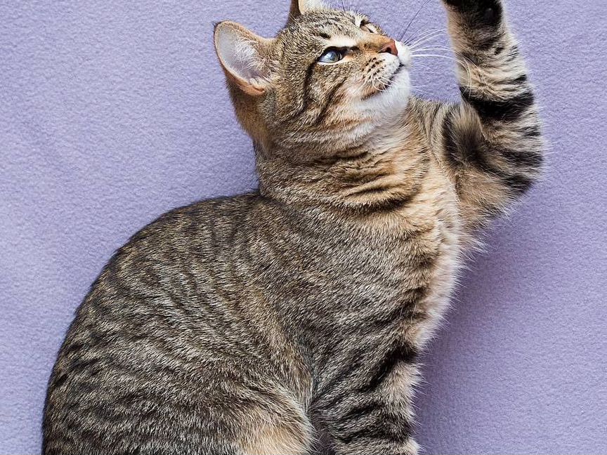 Котик Дориан