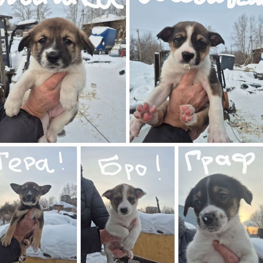 Щенок в добрые руки