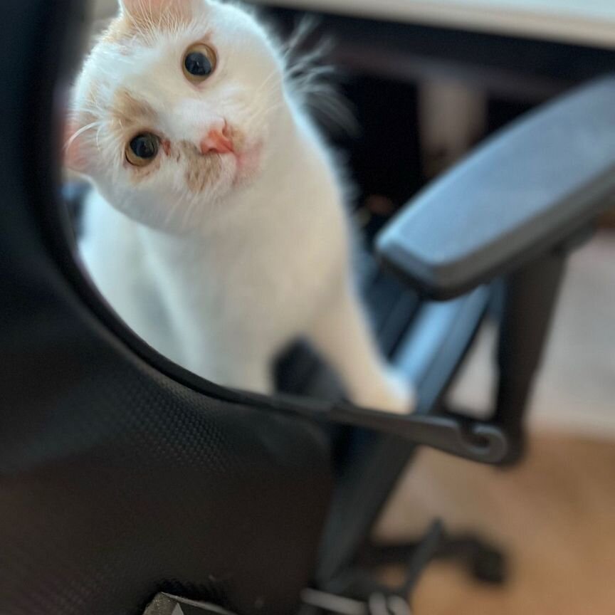 Котик сладун