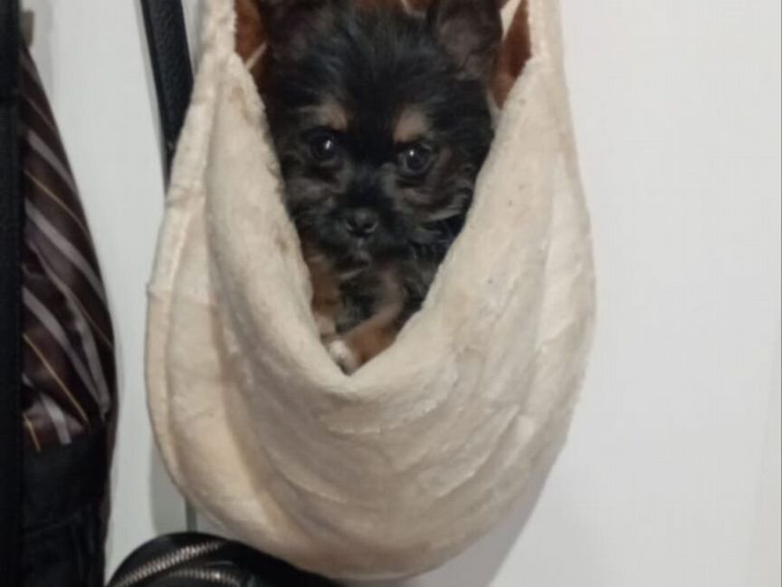 Чихуахуа пушистик. 3 1/2 месяца