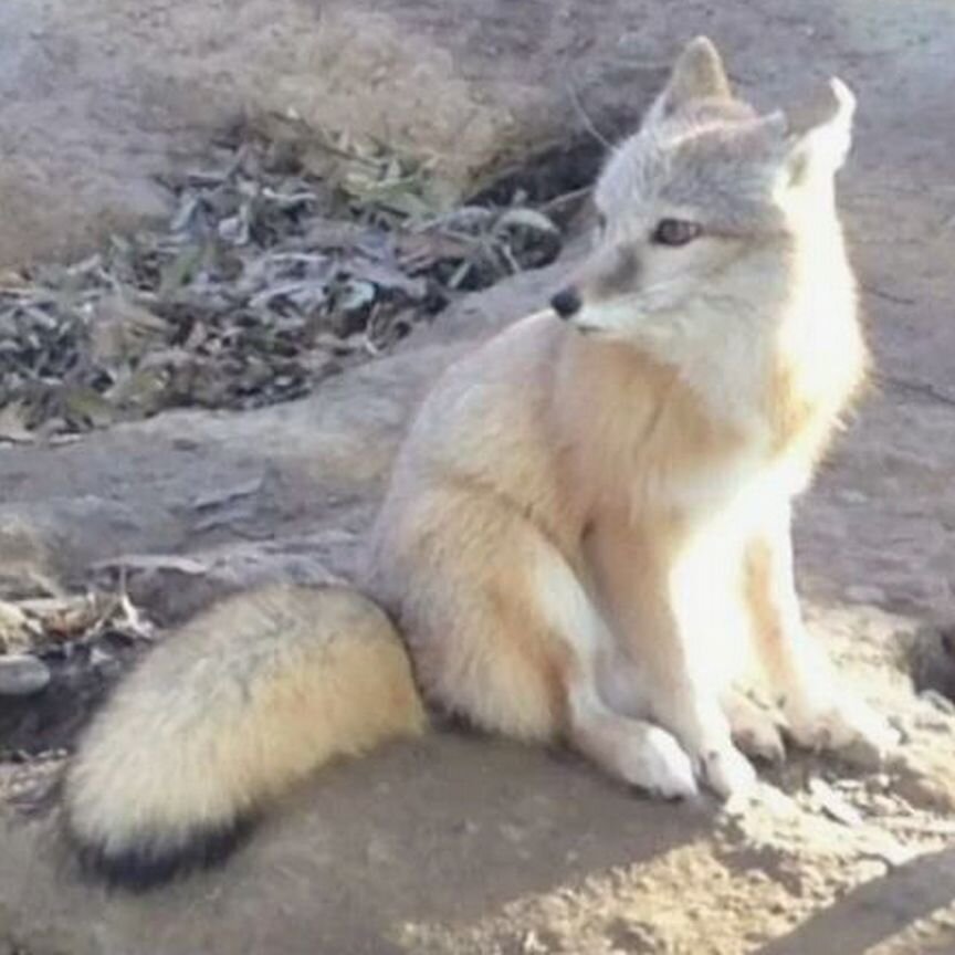 Котёнок от частного владельца