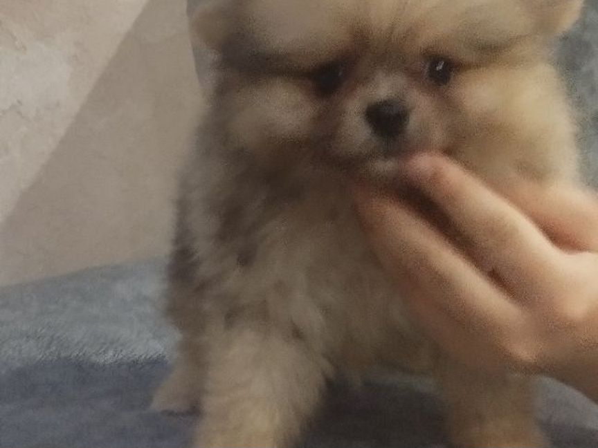 Померанский шпиц