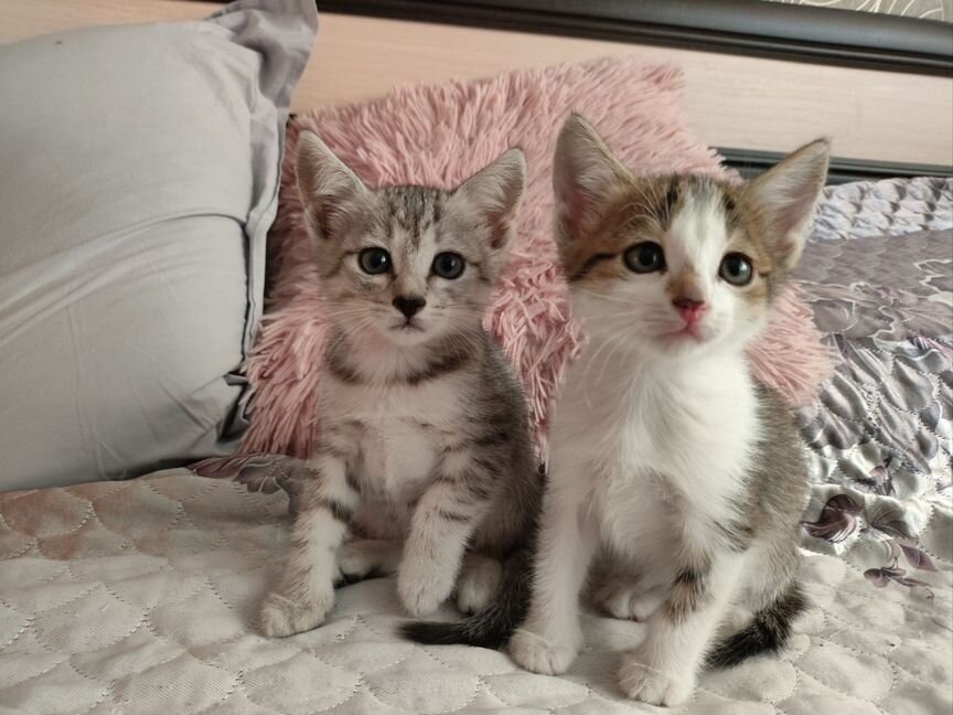 Отдать в дар котят