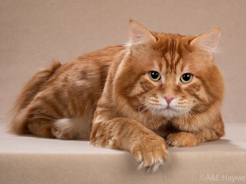 Бронирование котят курильского бобтейла