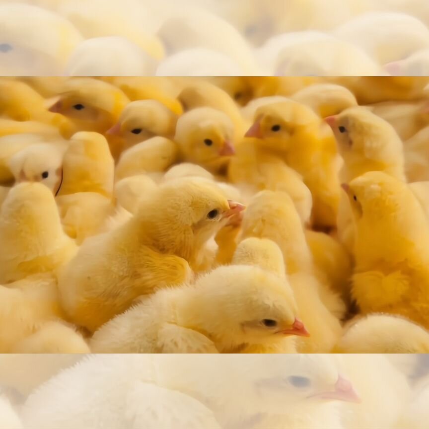 Цыплята бройлеры