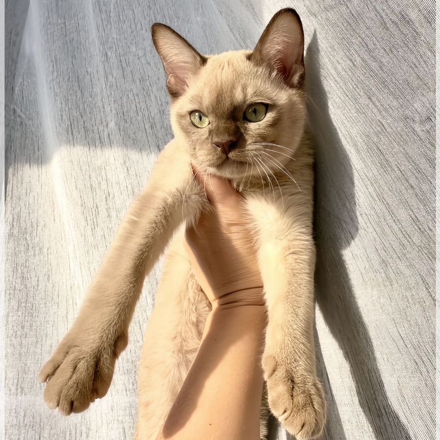 Европейский бурманский котёнок