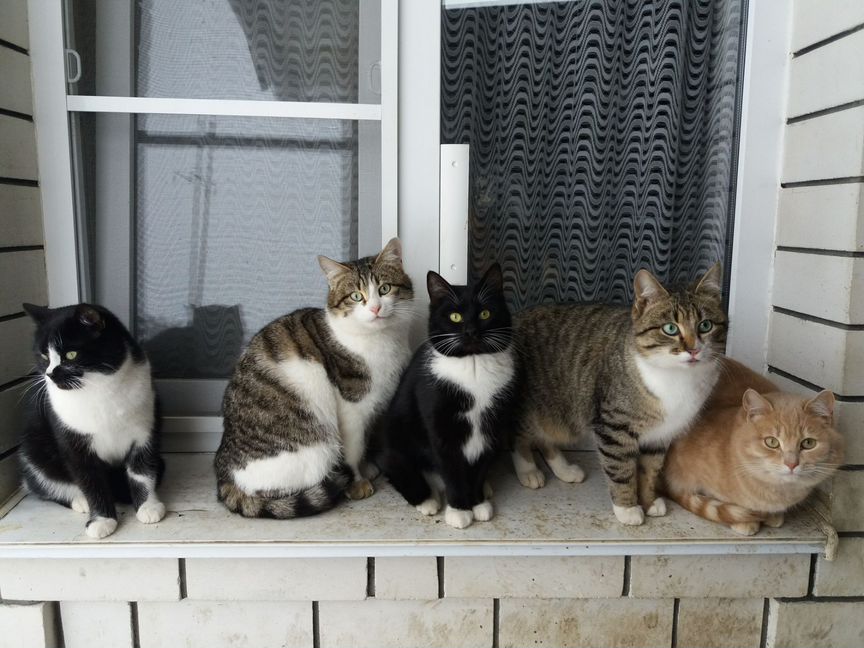 Кошки и котята в добрые руки