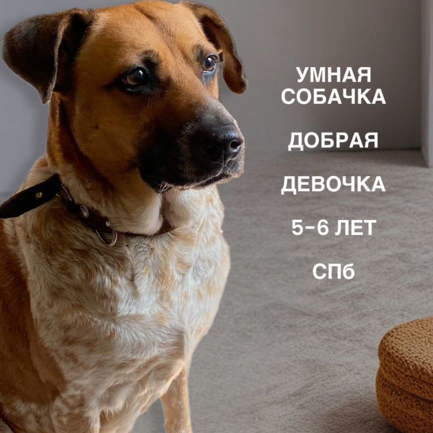 Собака в добрые руки