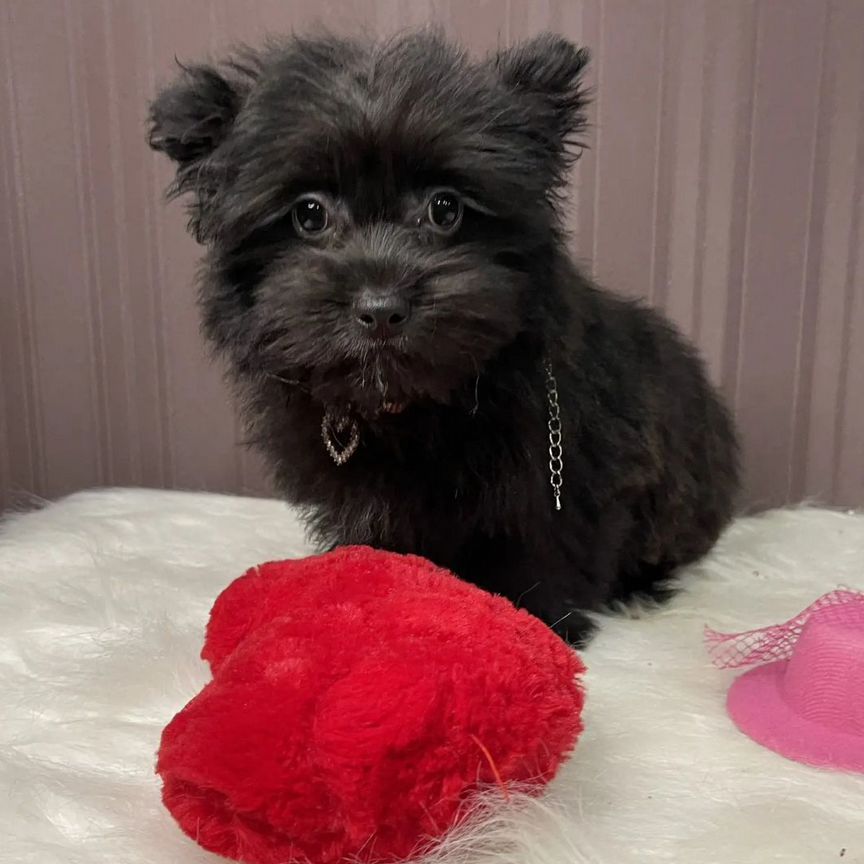 Мальтипу, щенок