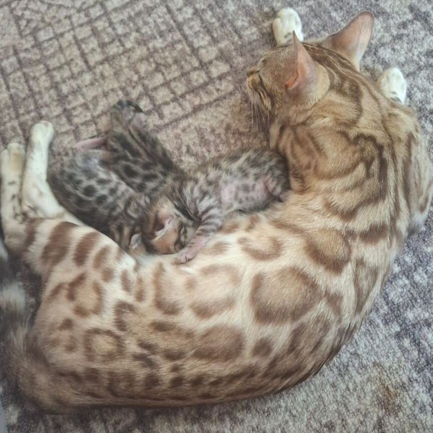 Бенгальские котята