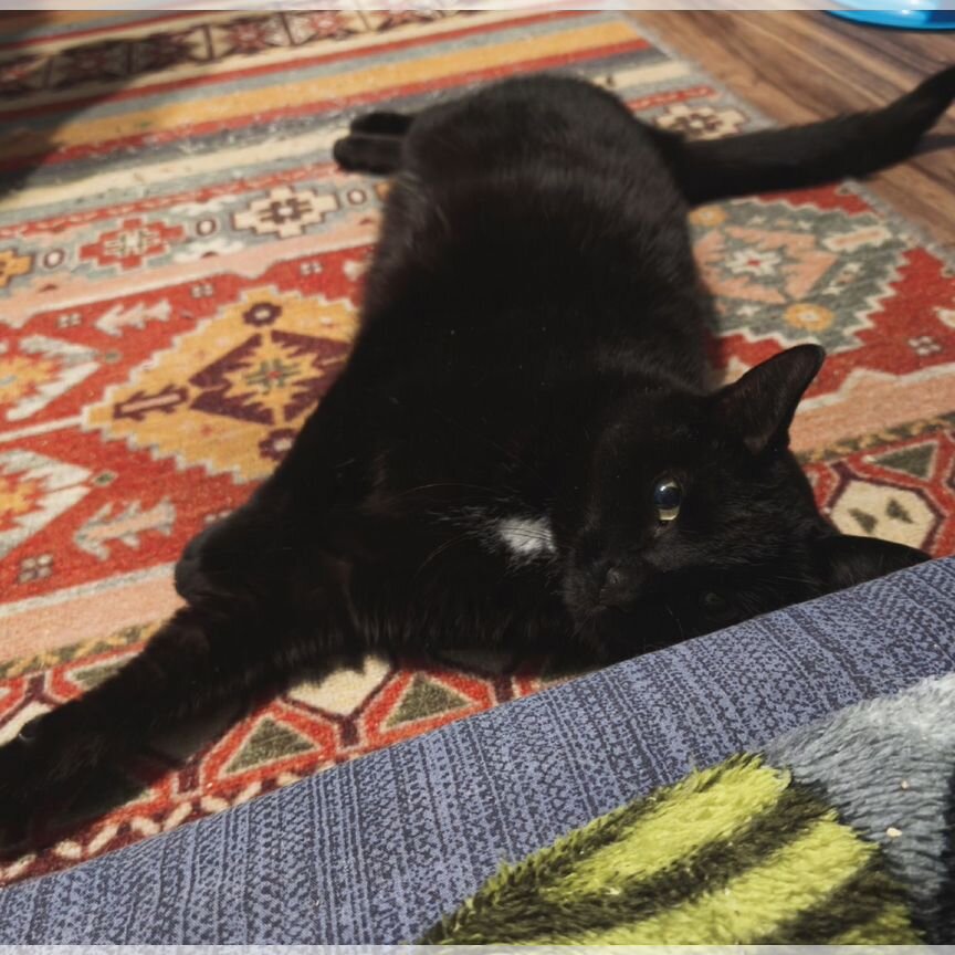 Взрослый кот в добрые руки