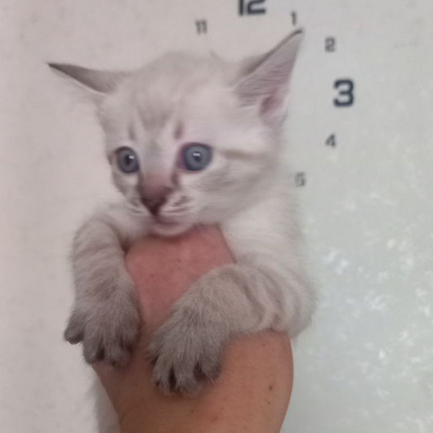 Тайский котёнок Котик
