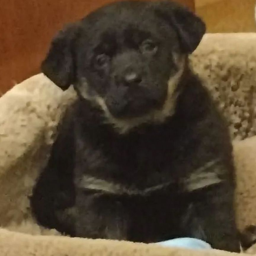 Лабрадор-ретривер, щенок