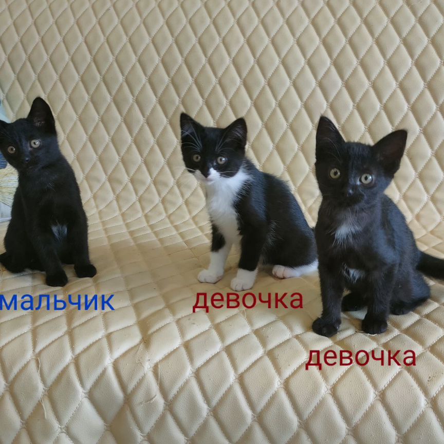 Котята 3,5 месяца