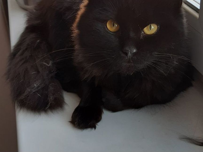 Пристраиваю кота